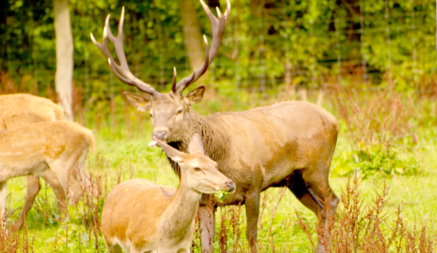Bancul zilei: Cerbul carpatin