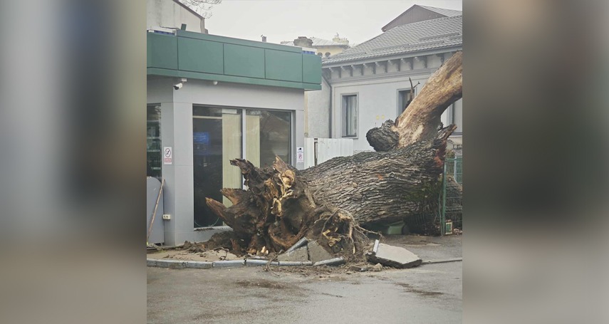 Un simbol natural al Bucureștiului a dispărut - Stejarul secular de pe ...